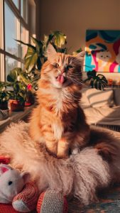 15 Hilarious Cat Faces That Will Make You Laugh Out Loud