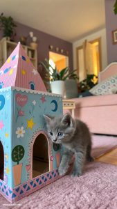 10 Cutest Cats in Boxes That Will Make You Go "Aww"!